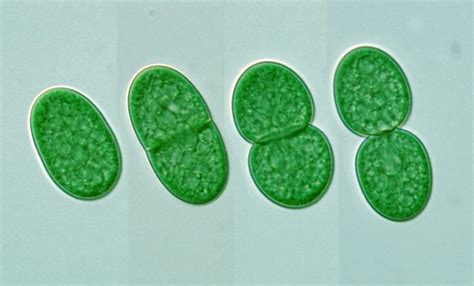 Synechococcus
