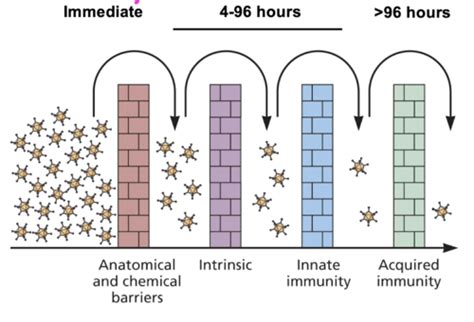 Micb 4171 L20 Viruses Vs Cell Autonomous Intrinsic And Innate