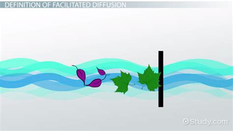 Facilitated Diffusion Definition Process And Examples Video And Lesson