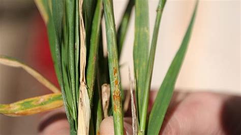 New Wheat Rust Strain Changes Disease Resistance Ratings In Wheat The Weekly Times