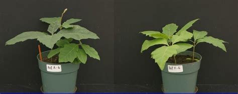 The Effect Of Lime Reagent Grade Powdered Amorphous Caco3 Plus Mgco3 Download Scientific