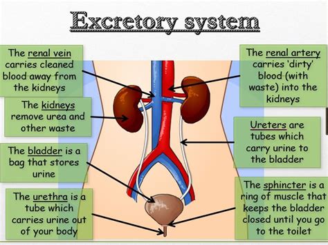 Igcse Biology Excretion Teaching Resources