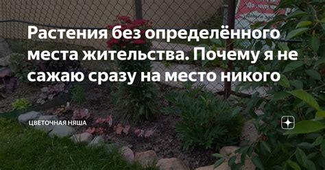 Растения без определённого места жительства Почему я не сажаю сразу на место никого Цветочная