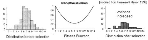 Disruptive Selection