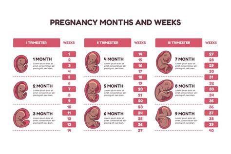Ivf Pregnancy Week By Week Symptoms Safety And Guidance From Nex Ivf