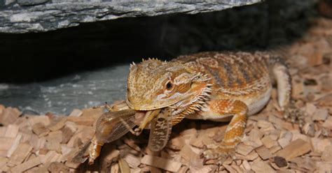 Bearded Dragon Wax Worms Uncovered The Ultimate Guide To Feeding Your