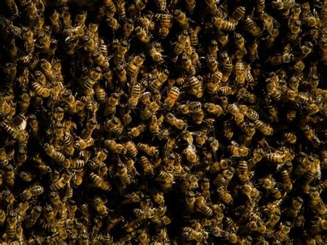 Premium Photo Beekeeping Background Selective Focus Close Up Of Bees