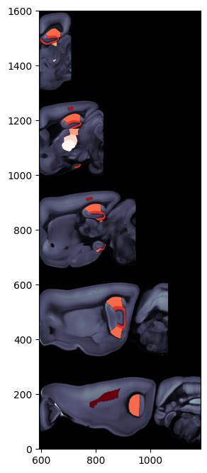Plotting Brain Region Values On Circular Flatmap — Ibl Library