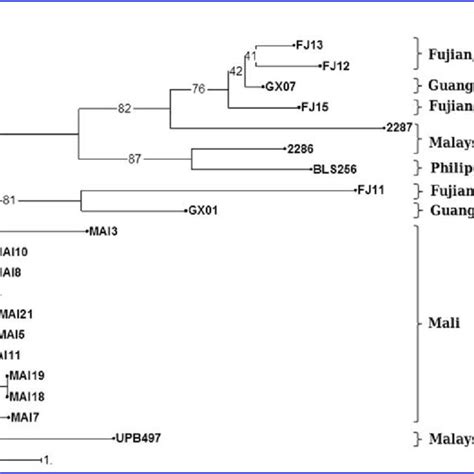 Dendrogram Of 20 Xanthomonas Oryzae Pv Oryzicola Strains Obtained By Download Scientific