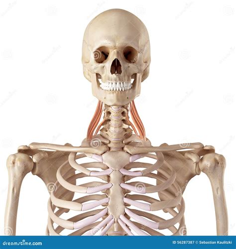The Scalene Middle Stock Illustration Illustration Of Biomedical