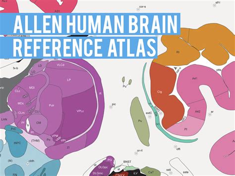 Allen Human Brain Reference Atlas Published In Journal Of Comparative