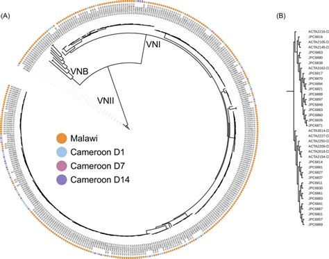 Genetic Diversity And Microevolution In Clinical Cryptococcus Isolates From Cameroon Pmc