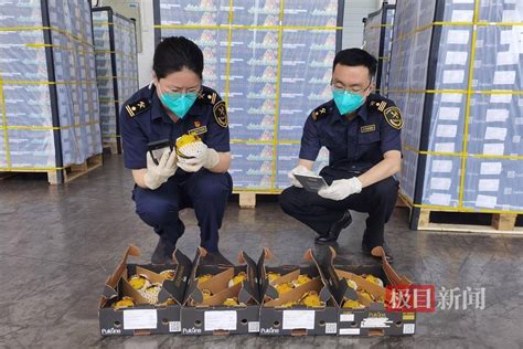 湖北口岸首次进口厄瓜多尔黄色火龙果武汉天河机场水果海关