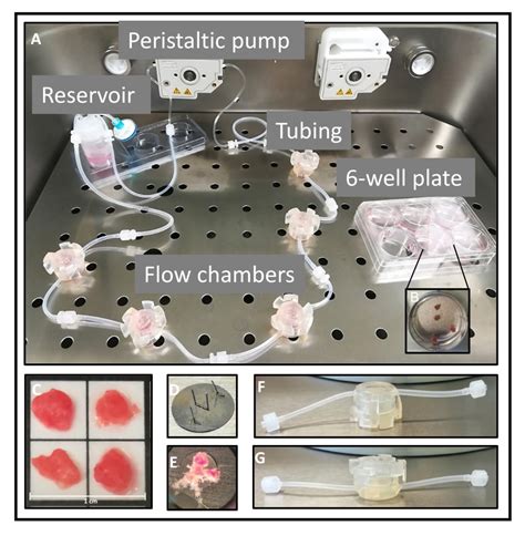 Ex Vivo Placental Explant Flow Culture Mimicking The Dynamic