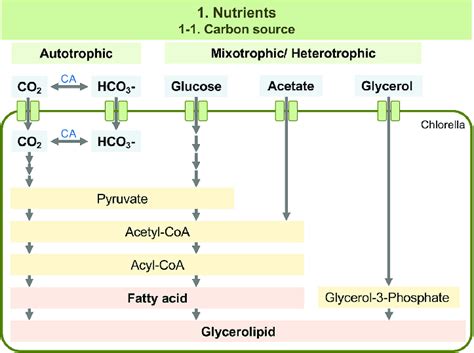 Overview Of The Putative Metabolic Pathways For Lipid Biosynthesis