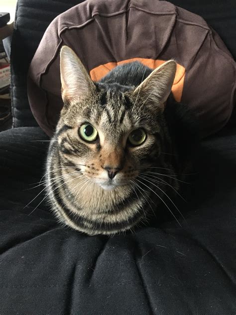 A Fresh Tiger Bread Loaf R Catloaf