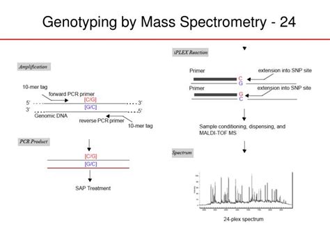 Ppt Overview Of Snp Genotyping Debbie Nickerson Department Of Genome Sciences University Of