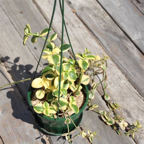 Crassula Sarmentosa Variegata Showy Trailing Jade Ezy Care Succulents
