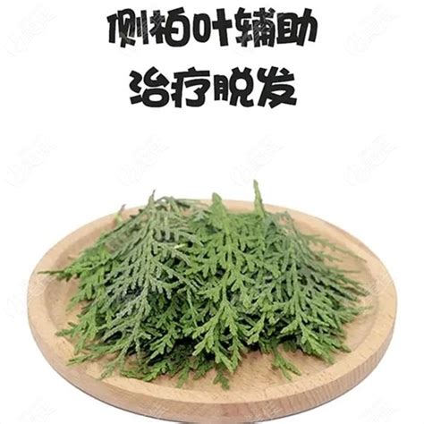 用我侧柏叶洗头真实经历 讲下侧柏叶治疗脱发的使用方法吧 美佳社区