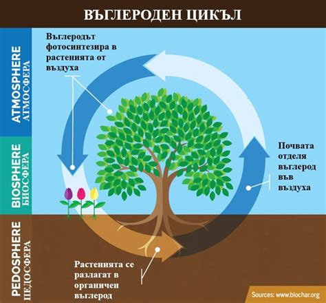 Въглеродният цикъл балансът в природата Български Фермер