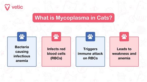 Mycoplasma In Cats Cause Sign Treatment Of Anemia In Cats