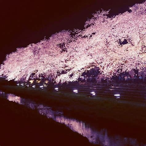 野川の桜ライトアップ Jjust Keep Going