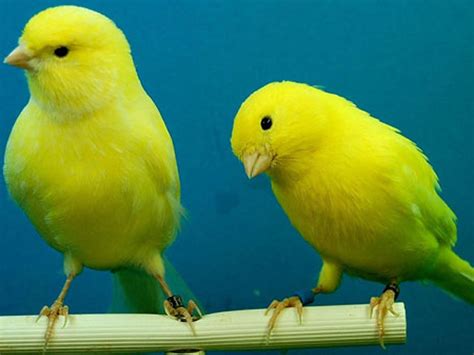 Why Is My Canary Sitting On The Bottom Of The Cage Clever Pet Owners