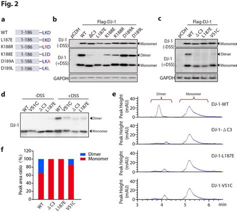 Hydrophobic L187 Residue Is Critical To Dj 1 Homodimerization A The
