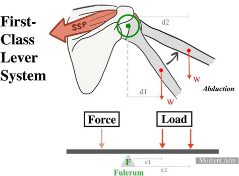 First‐class Lever System Of Supraspinatus With Arm Abduction Moment