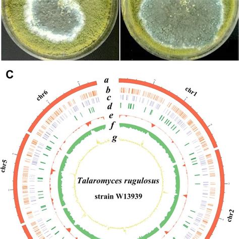 The Mycoparasitic Morphology And Genome Feartures Of Talaromyces Download Scientific Diagram
