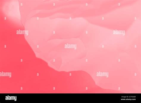 Crimson Light Pink Gradient Abstract Background With Blurred Lines