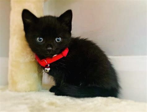 Reddit Meet Mochi Raww