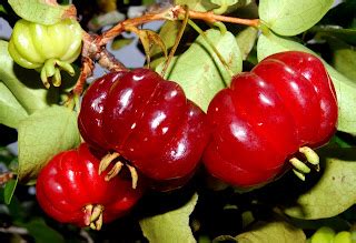 Blog do e jardim Vivam as Eugênias