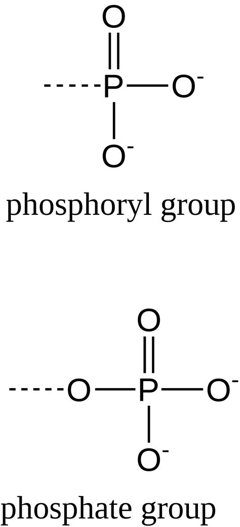 What Is The Difference Between Phosphoryl Group And Phosphate Group Compare The Difference