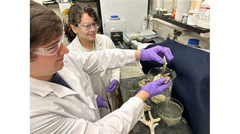 Purdue University Researchers Formulate Bio Based Glues Adhesives And Sealants Industry