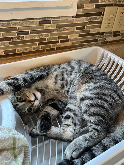 Hes Such A Goofball Rtabbycats