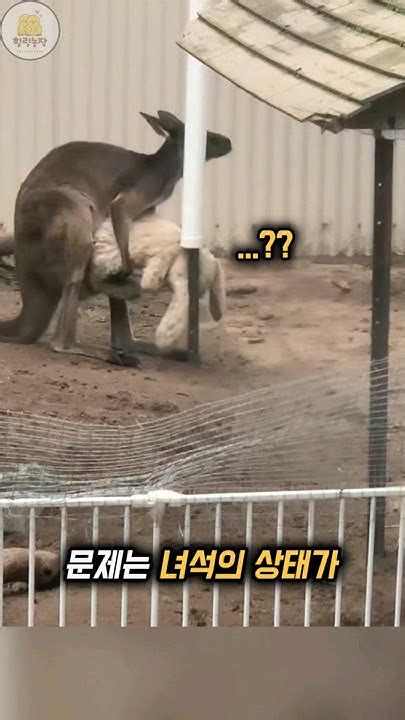 캥거루가 늘어난 이유 Youtube