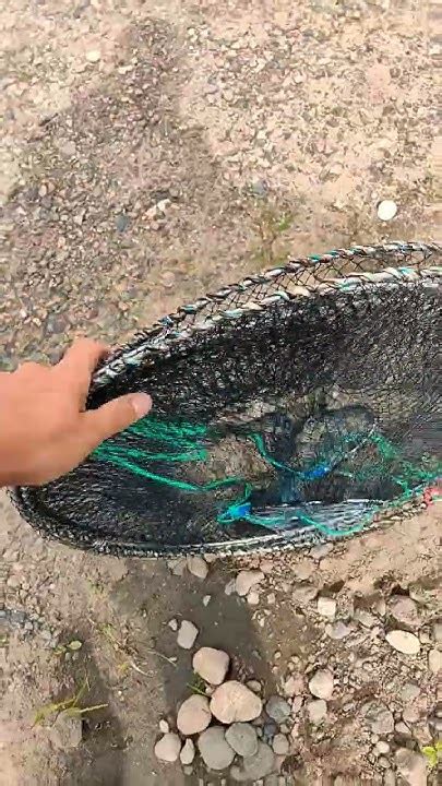 Купил маленькую вершу, поймаю живца? #рыбалка #fishing #вершы #мардушка ...