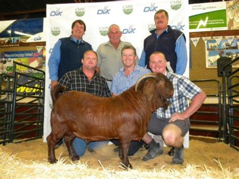 Phoca Thumb L Duurste Kalahari Red Ram Verkoop Vir R130 000 Aan Anton