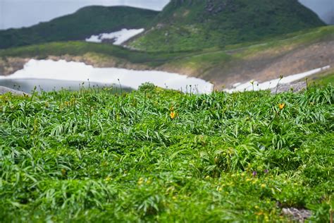 お花咲き乱れる花の百名山「鳥海山」