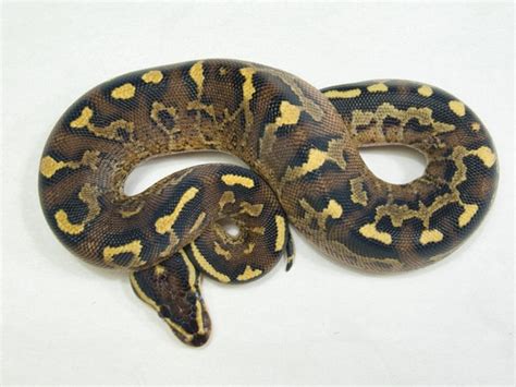 Super Asphalt Ball Python By Directed Evolution Pythons