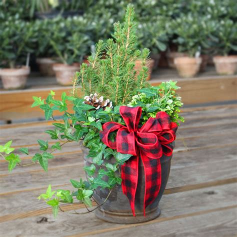 Red Cheer Moscarillos Garden Shoppe