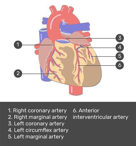 Right Marginal Artery Function