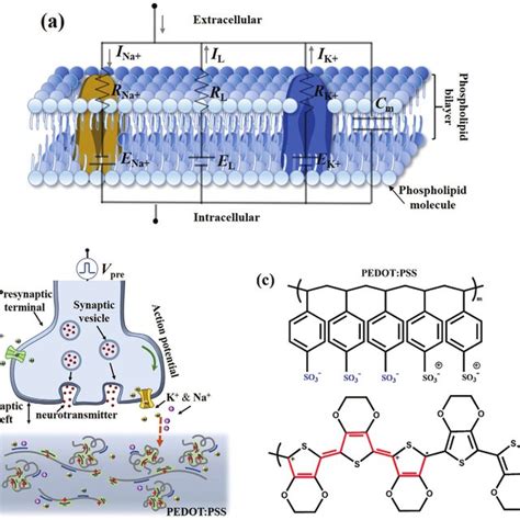 Interface Between The Cellular Membrane And An Organic Bioelectronic Download Scientific