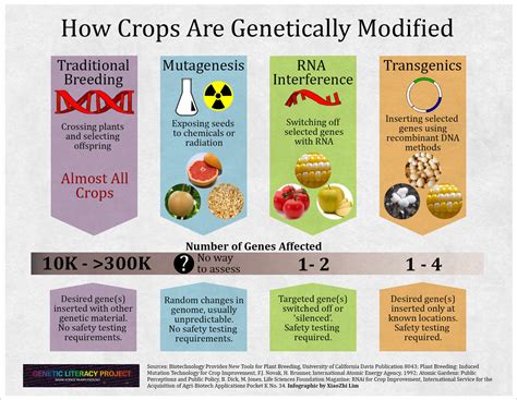 GLP Infographic How Crops Are Modified Are GMOs More Dangerous