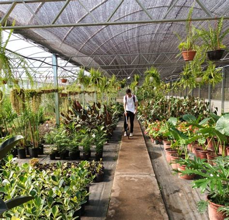 Desarrollan Un Prototipo Para El Monitoreo De Condiciones Ambientales En Invernaderos Con