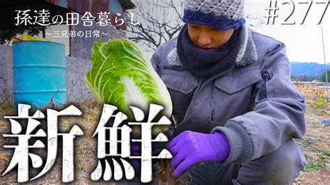 ついに収穫採れたて白菜を丸々使った〇〇料理が美味しすぎた 277 YouTube