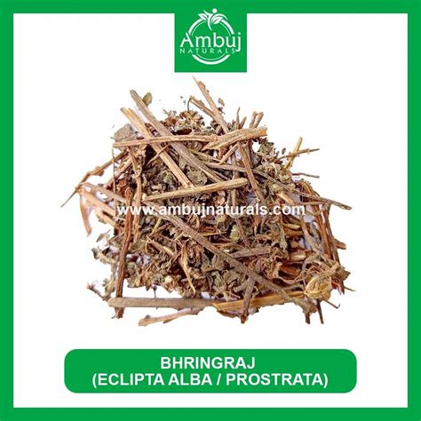 Bhringraj Leaves, 25 kg at ₹ 30/kg in Piparia | ID: 19441123012
