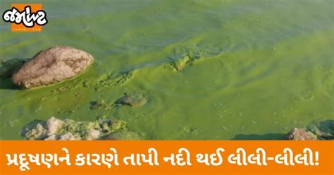 This Company Discharges Polluted Water In Tapi River Tapi River Turned