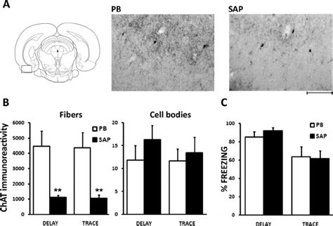 Cholinergic Deafferentation Of The Entorhinal Cortex Does Not Affect Download Scientific